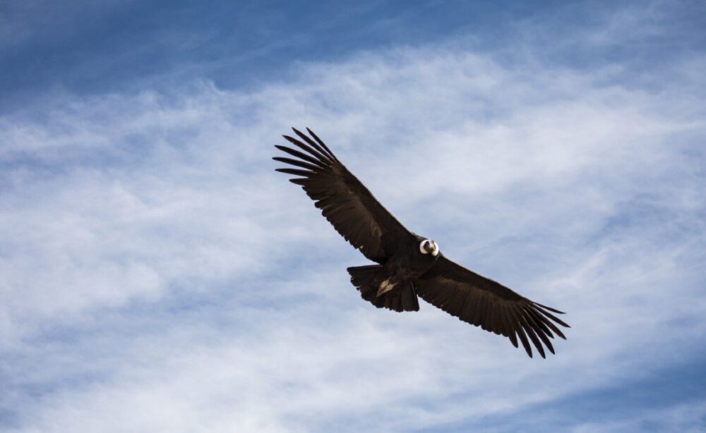 El cóndor pasa: música, historia y video