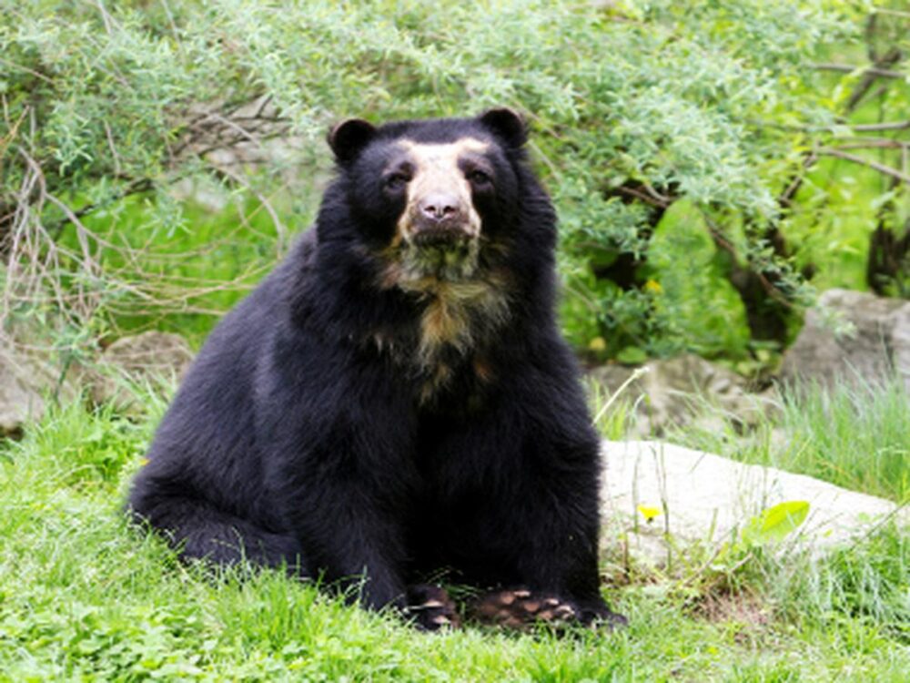 ¿Qué tanto sabemos sobre el oso andino u oso de anteojos?