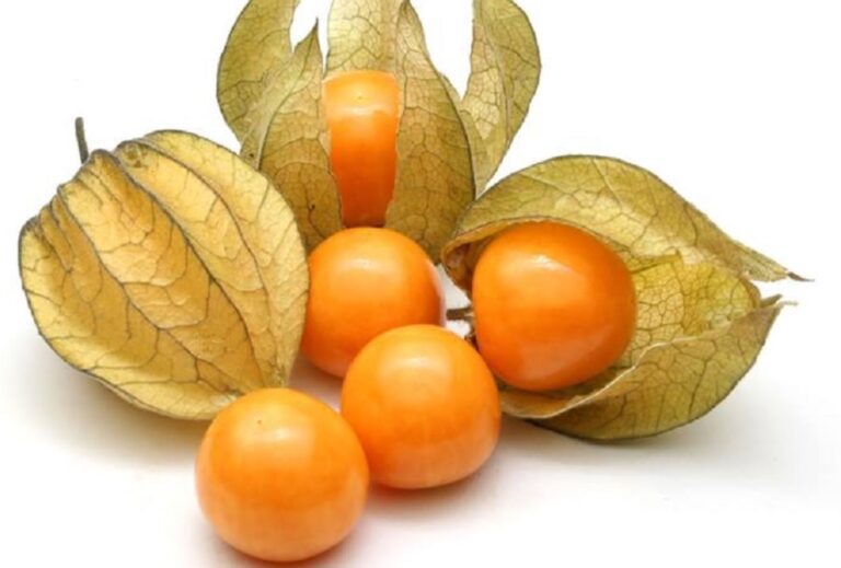 ¿Cuáles son las plantas nativas del Perú?